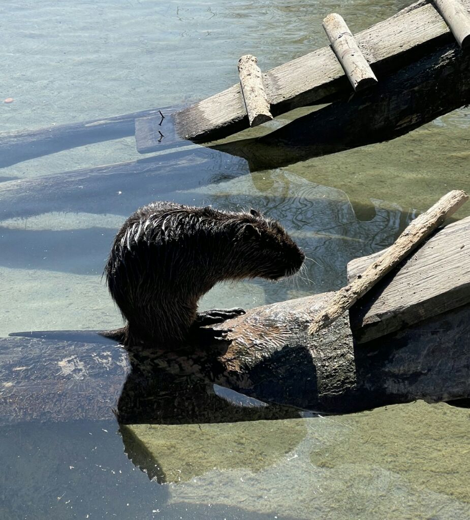 Nimm diesen Nutria Content, Universum! 😹 – Carax&VanNuys